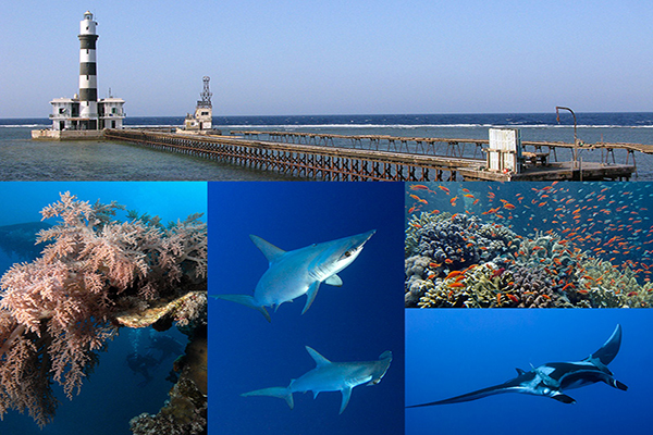 Scuba Scene Liveaboard